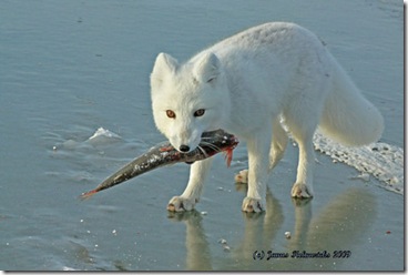 Arctic Smoke Signals: Fish and Foxes